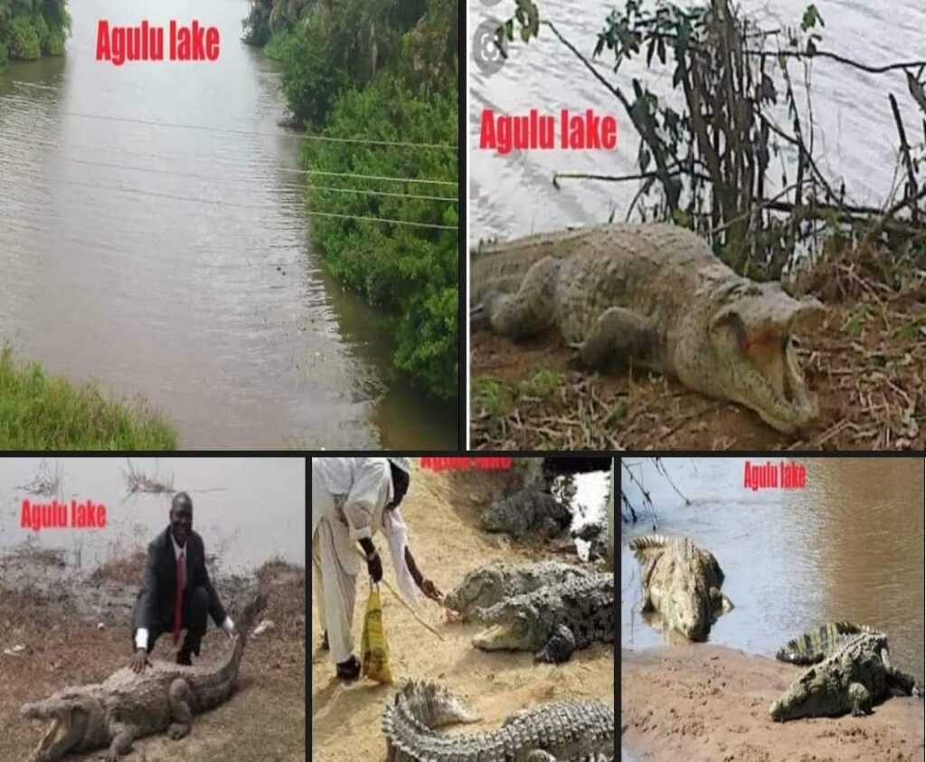 Agulu Crocodile Lake | Ndigboworldwide
